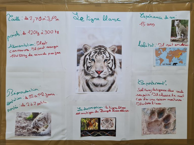 Des exposés sur les animaux en CE2-CM1 – Ecole Sacré-Coeur Plougonvelin